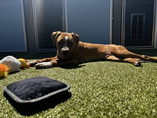 THE BARKING LOT DOG RESCUE - Updated December 2025 - Request ...