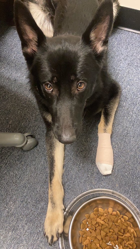 CANTERBURY ANIMAL HOSPITAL - Updated May 2024 - 20 Photos & 29 Reviews ...