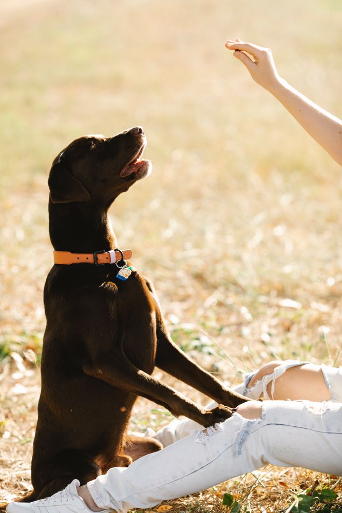 SAM’S FAMILY DOG TRAINING - Updated January 2026 - Request Consultation ...