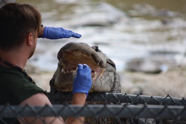 EVERGLADES ALLIGATOR FARM - Updated February 2025 - 866 Photos & 310 ...