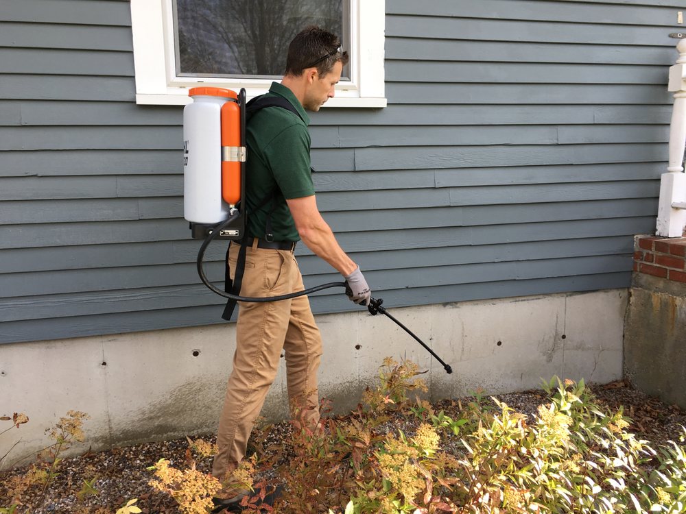 GREEN MOSQUITO - Updated June 2025 - Carlisle, Massachusetts - Pest ...