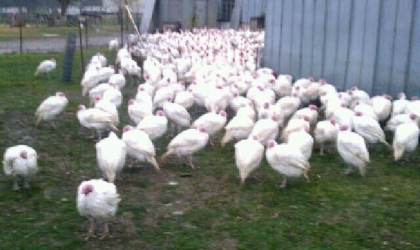 TEWES POULTRY FARM - Updated January 2026 - 12 Photos & 16 Reviews ...