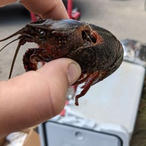 MISSION ASIAN MARKET - 125 Photos & 175 Reviews - Grocery - 3320 ...