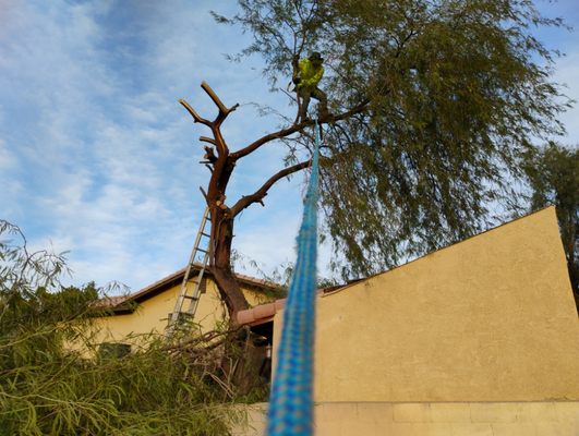 PRECISION ARBORIST & LANDSCAPING - Updated November 2025 - 1137 ...