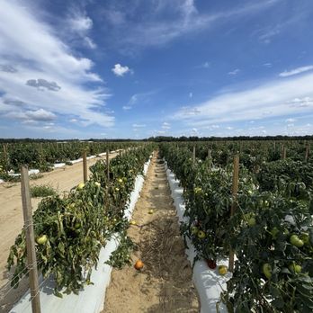 HALLOCK’S U-PICK FARM & GREENHOUSE - Updated December 2025 - 52 Photos ...