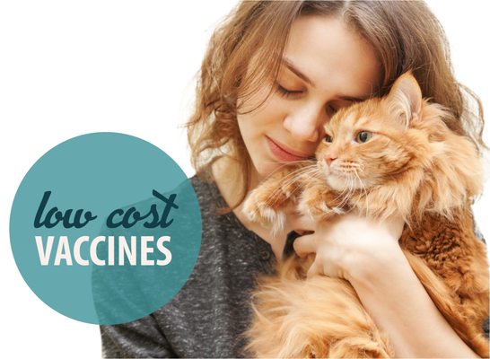 TEXAS COALITION FOR ANIMAL PROTECTION - ALLEN - Updated January 2026 ...