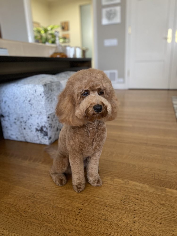 VIP GROOMING - Updated January 2026 - 93 Photos & 326 Reviews - 4299 ...