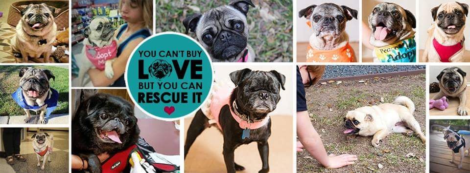 Pug Rescue of Austin - Trusted Since 2016 - Updated July 2025 - 10 ...