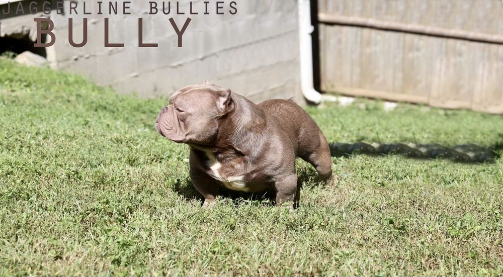 FULLER POCKET BULLIES - Updated August 2024 - 10 Photos - Waterbury ...