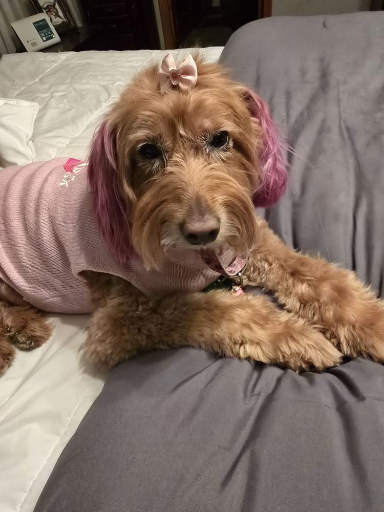 PAWSITIVELY PARADISE PET RESORT - Updated January 2026 - 13 Reviews ...