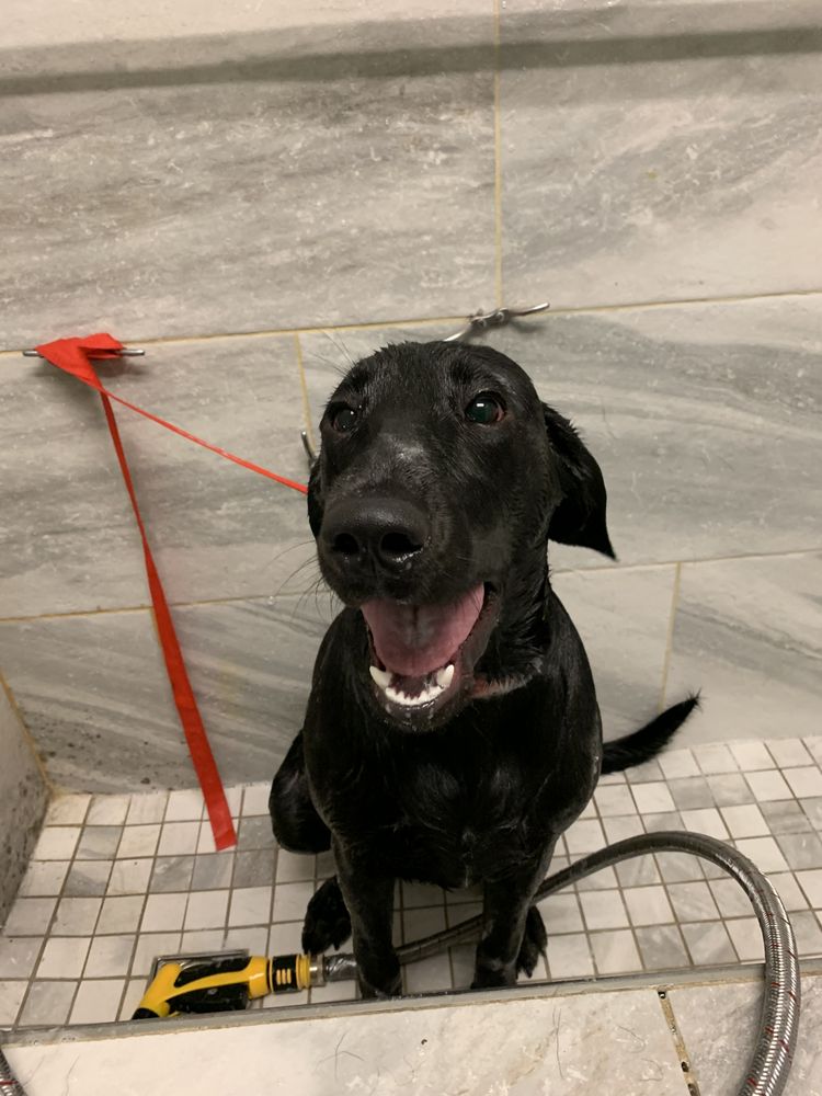 ALICIA’S DAPPER DOGS GROOMING - Updated March 2024 - 47 Photos ...