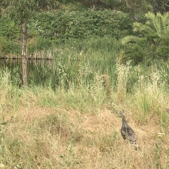 DUCK POND PARK - Updated December 2025 - 31 Photos - 997 Sycamore Ave ...