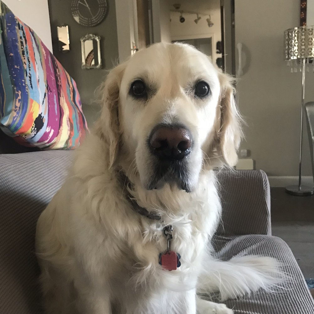 DELTA DOG CAMP - Updated July 2025 - 27 Photos & 43 Reviews - 2400 ...