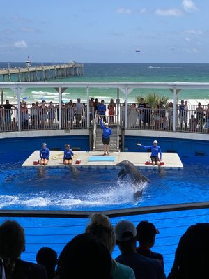 GULFARIUM MARINE ADVENTURE PARK - Updated 2024 - 502 Photos & 234 ...
