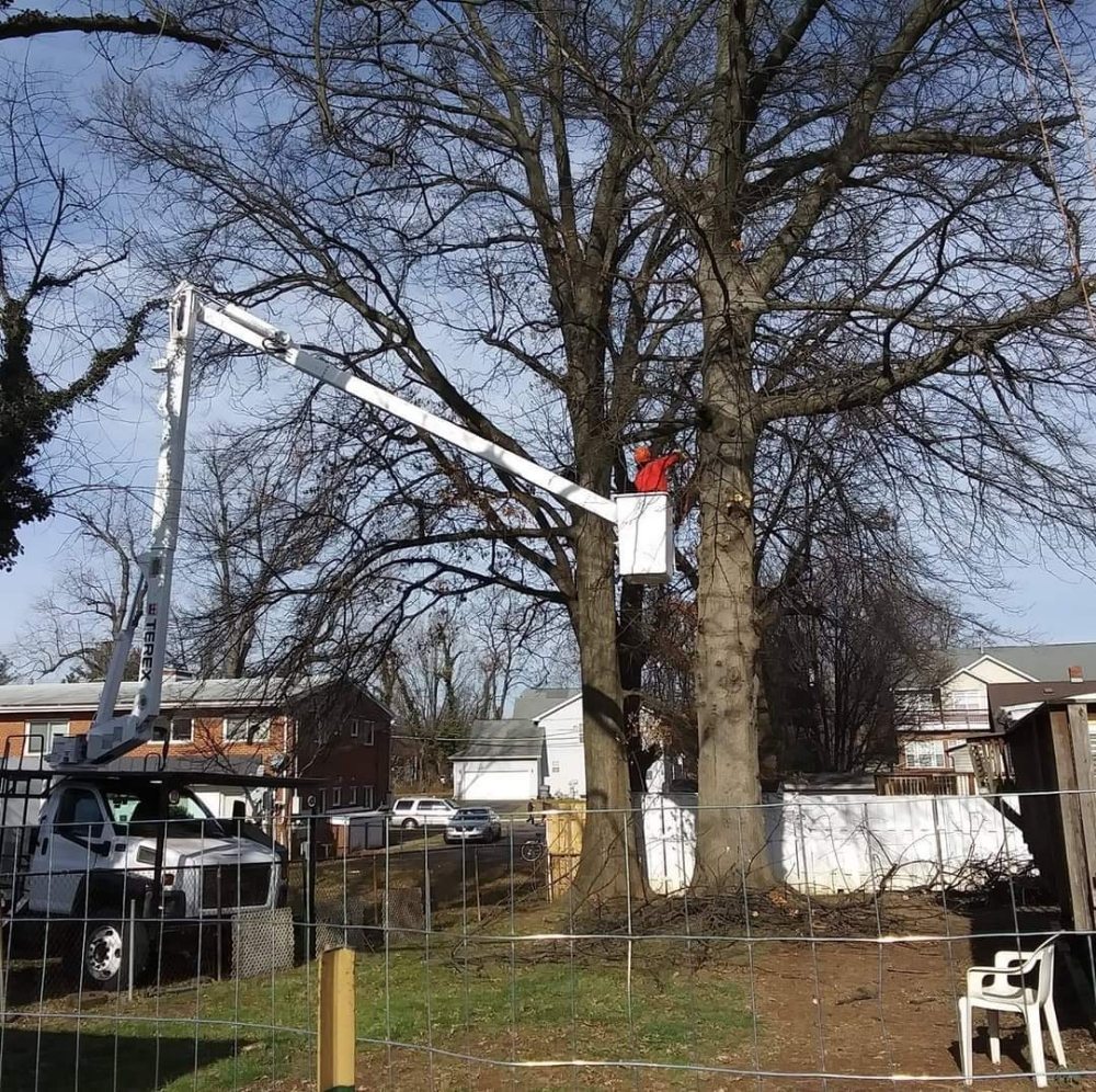 LUNA TREE AND LANDSCAPE SERVICE - Request a Quote - Orange, VA - Yelp