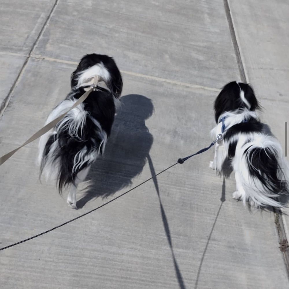 PUPPY RUSH - Updated October 2024 - Request a Quote - Winter Haven ...