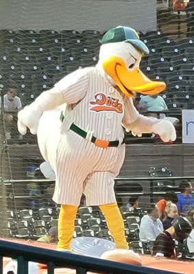 LONG ISLAND DUCKS - Updated August 2024 - 69 Photos & 38 Reviews - 3 ...