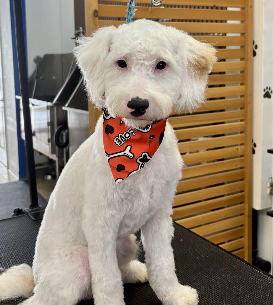 BLUE RIBBON PET GROOMING - Updated January 2026 - 57 Photos & 131 ...