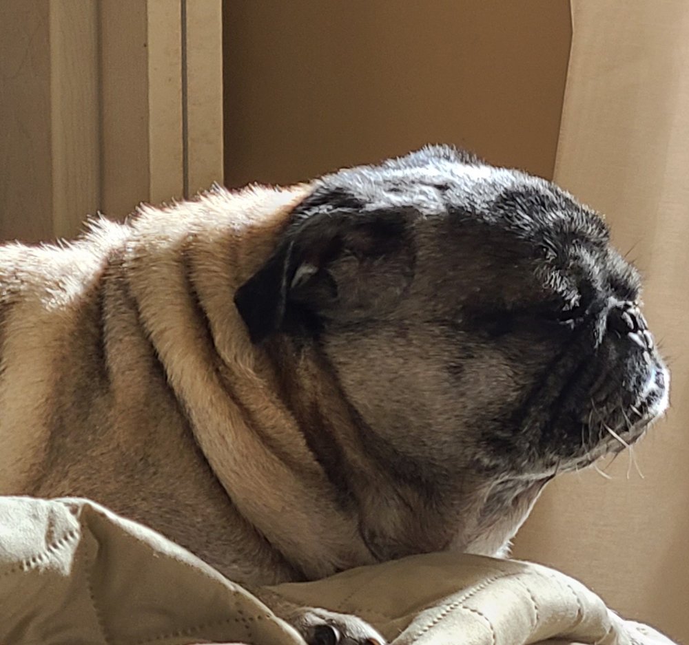 POOCHIE’S PET BATH & GROOM - Updated January 2025 - Lewistown ...