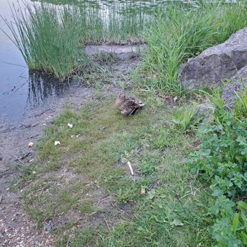 SCOUT LAKE PARK - Updated September 2025 - 23 Photos - 5902 West Loomis ...