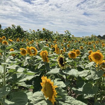 STUCKEY FARM ORCHARD AND CIDER MILL - Updated September 2025 - 186 ...