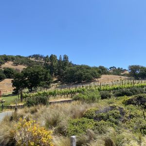 NICHOLSON RANCH WINERY - 492 Photos & 338 Reviews - 4200 Napa Rd ...