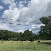 HOMELAND CREAMERY - Updated July 2025 - 62 Photos & 71 Reviews - 6506 ...