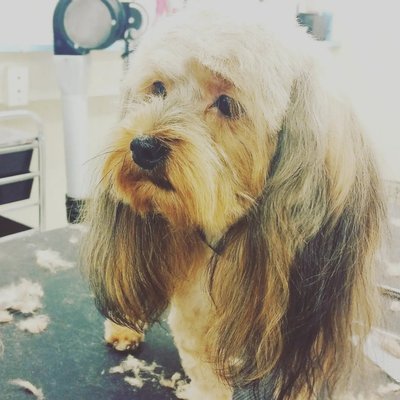 POSH PUPS PET GROOMING - Updated August 2024 - 10 Photos - Prescott ...