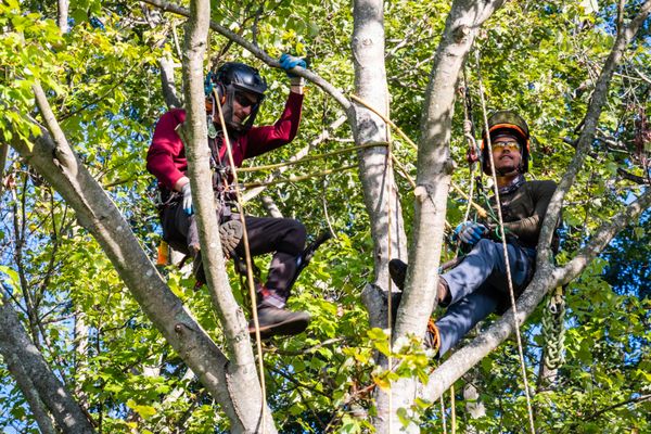 GODSPEED TREE SERVICE - Updated October 2025 - 33 Photos - 7208 Old ...