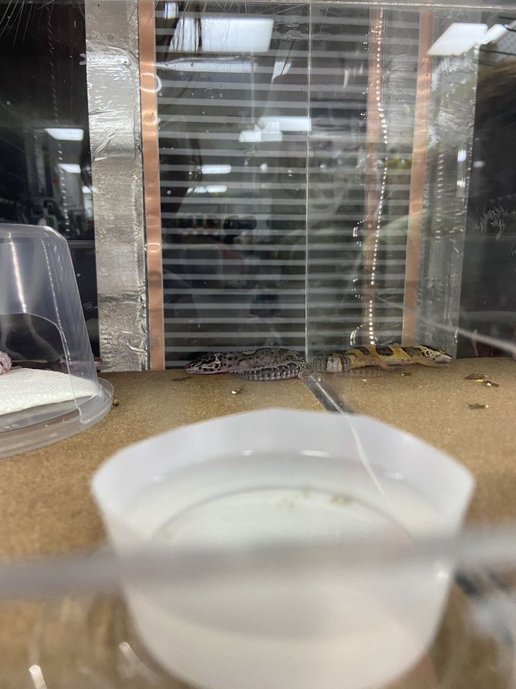 INLAND REEF PET STORE - Updated January 2026 - 10 Reviews - 817 Cross ...