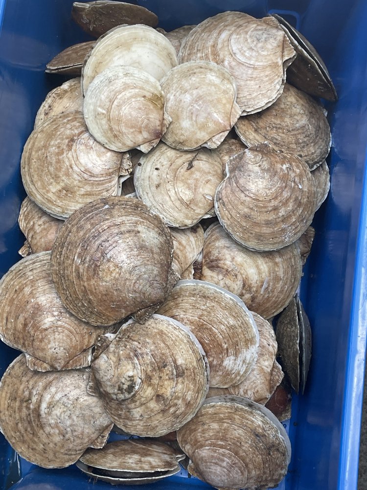 ROCK HARBOR SHELLFISH - Updated November 2024 - Orleans, Massachusetts ...