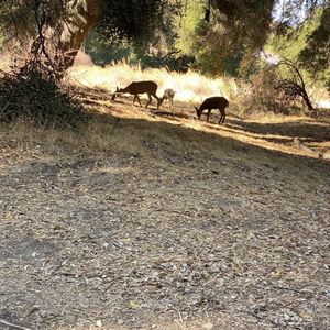 PICO CANYON PARK - 74 Photos & 21 Reviews - 27201 Pico Canyon Rd ...