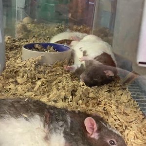 THE PET SHOP - 45 Photos & 109 Reviews - 165 Harvard Ave, Allston ...