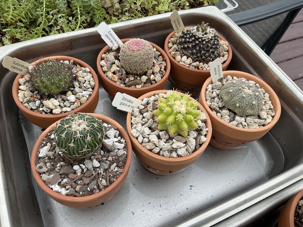 FRACTAL CACTUS - Updated December 2025 - 32 Photos & 11 Reviews - 3750 ...