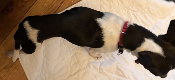 HUMANE RESCUE ALLIANCE - Updated January 2026 - 28 Photos & 130 Reviews ...