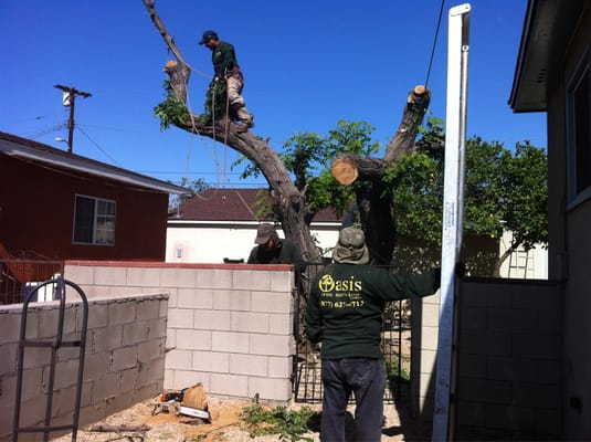 OASIS TREE SERVICE - Updated October 2025 - 41 Photos & 48 Reviews ...