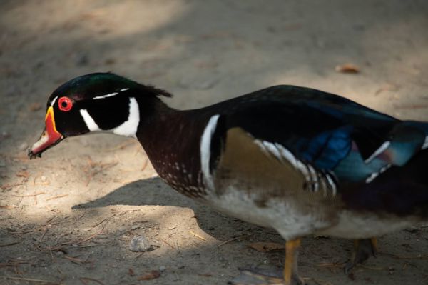 THE GEORGE C REIFEL MIGRATORY BIRD SANCTUARY - Updated July 2025 - 94 ...