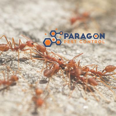 PARAGON PEST CONTROL - Updated September 2025 - 264 Photos & 81 Reviews ...