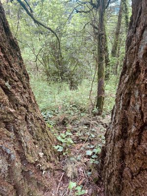 KELLY BUTTE NATURAL AREA - Updated April 2025 - 31 Photos & 11 Reviews ...