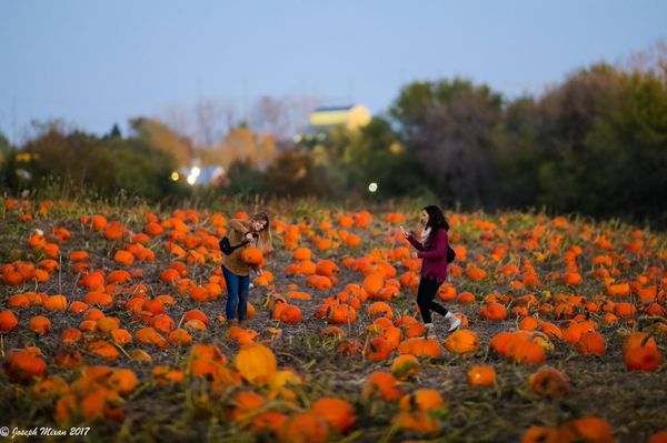 VALA’S PUMPKIN PATCH - TEMP. CLOSED - 162 Photos & 120 Reviews - Venues ...