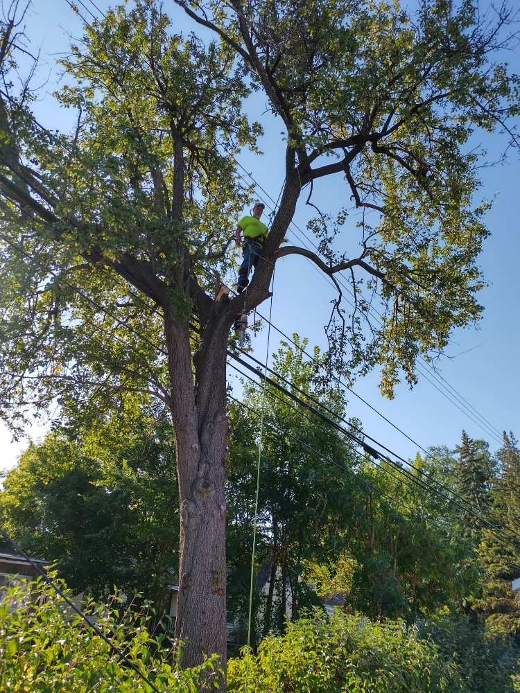 ALL AMERICAN TREE SPECIALIST - Updated September 2024 - Sterling ...