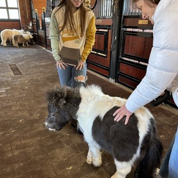 R&R RANCH MINIATURE HORSE SANCTUARY - Updated December 2025 - 12 Photos ...