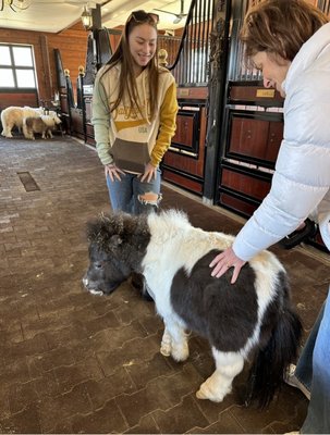 R&R RANCH MINIATURE HORSE SANCTUARY - Updated September 2025 - 12 Photos - 18222 Wild Horse ...