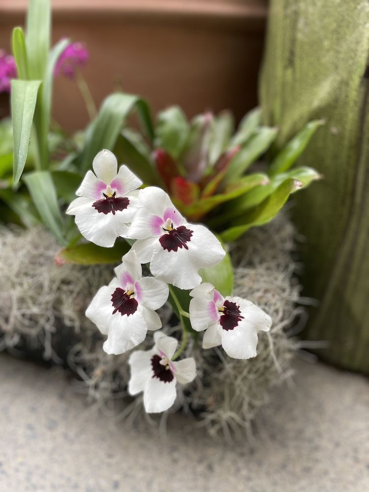 NEW ENGLAND BOTANIC GARDEN AT TOWER HILL - 440 Photos & 121 Reviews ...