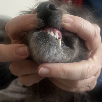 AGGIE ANIMAL DENTAL CENTER - Updated December 2025 - 38 Photos & 83 ...