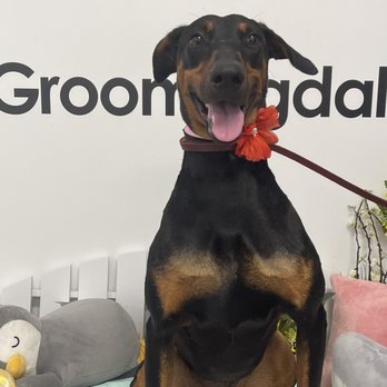 GROOMINGDALE Updated January 2025 200 Photos 73 Reviews 8415 Reseda Blvd Los Angeles California Pet Groomers Phone Number Yelp