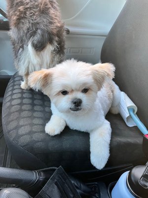 MOOCHI DOG SALON AND SUPPLY - Updated October 2025 - 253 Photos & 271 ...