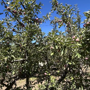 VOLCAN VALLEY APPLE FARM - Updated December 2025 - 260 Photos & 138 ...