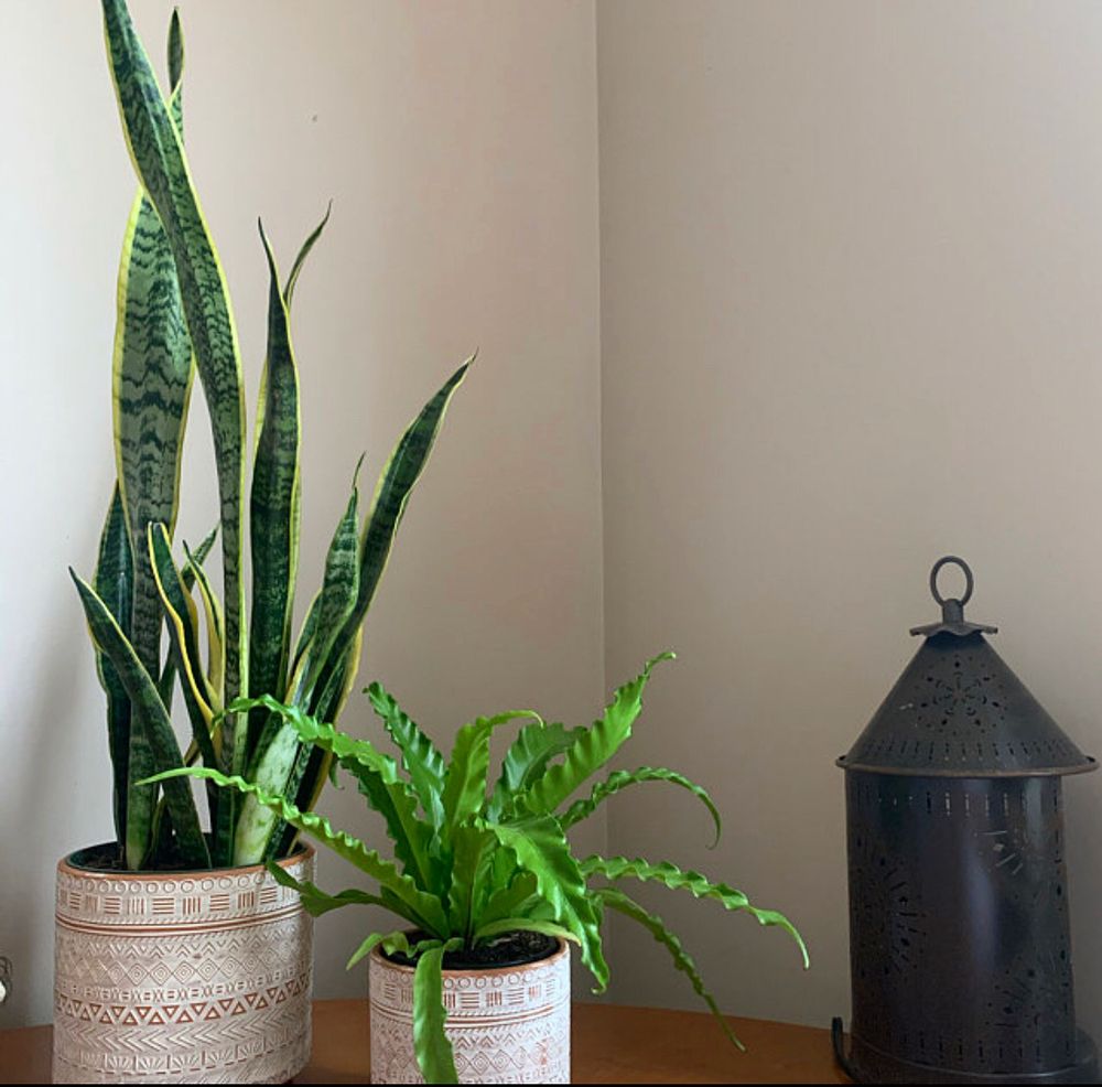 BELLE DECOR PLANTS - Updated July 2024 - 18 Smith Mill Rd, Asheville ...