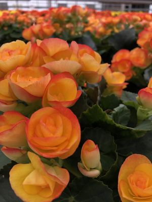 LEN BUSCH ROSES - Updated January 2026 - 4045 County Road 101 N ...